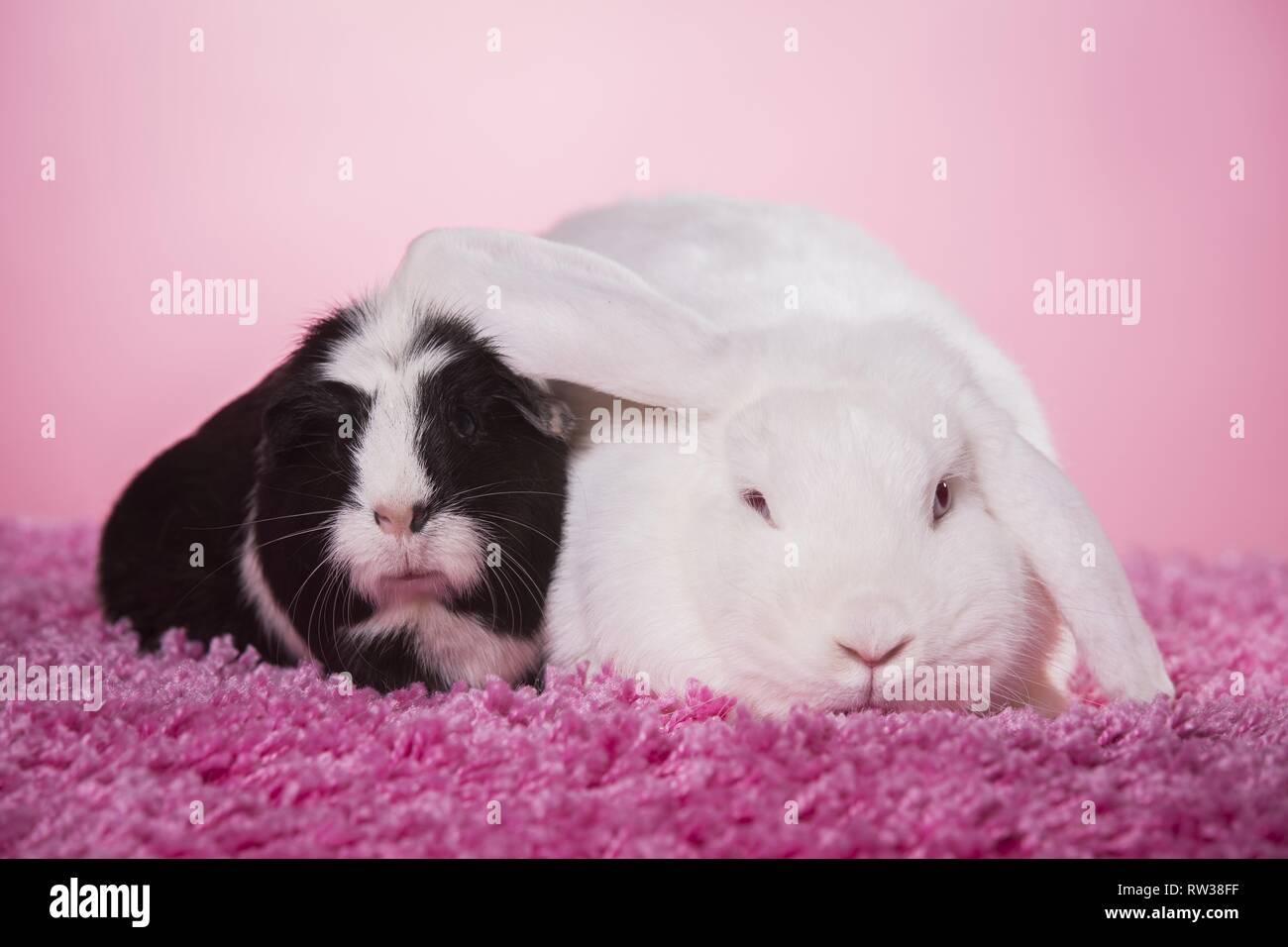 Lop eared rabbit and guinea pig hi-res stock photography and images - Alamy