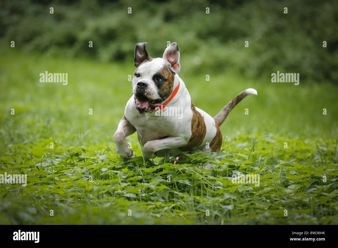 running American Bulldog Stock Photo - Alamy