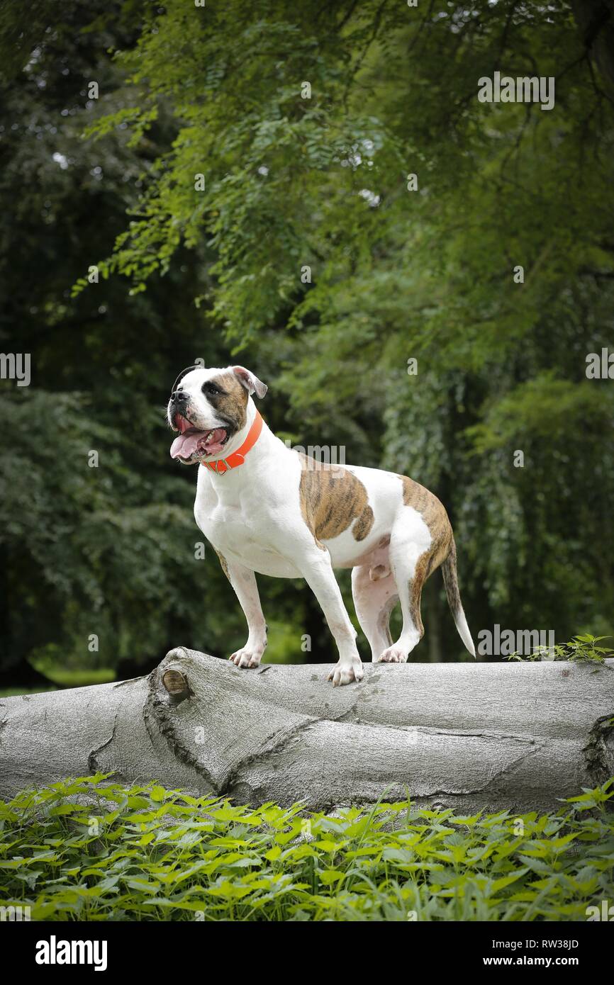 American Bulldog Side High Resolution Stock Photography and Images - Alamy