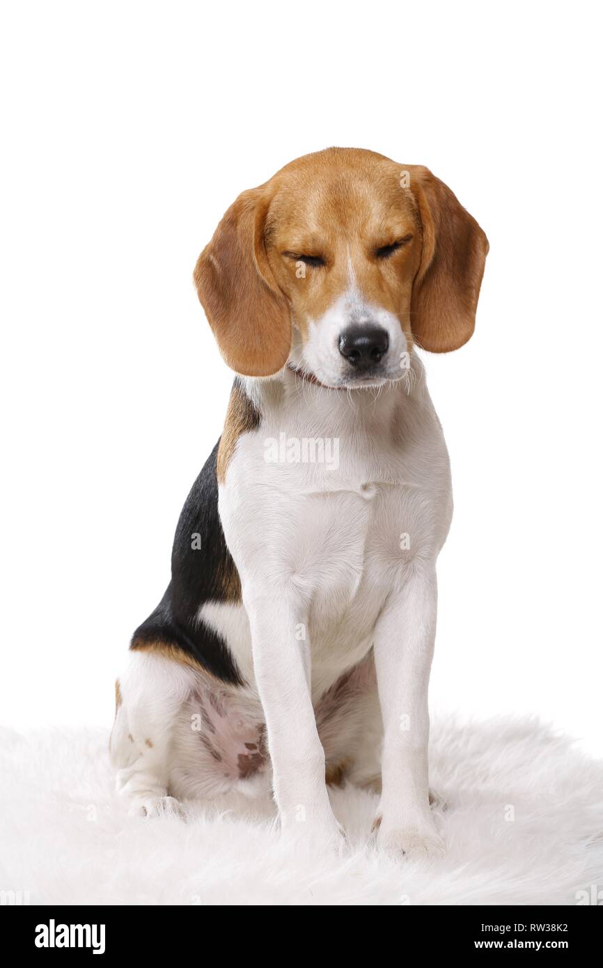 Sitting dozing hi-res stock photography and images - Alamy