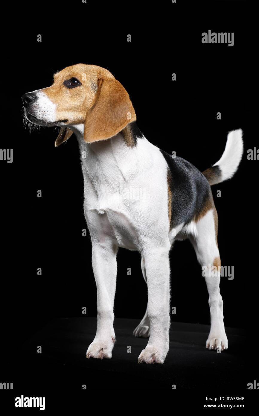 Bg beagle hi-res stock photography and images - Alamy
