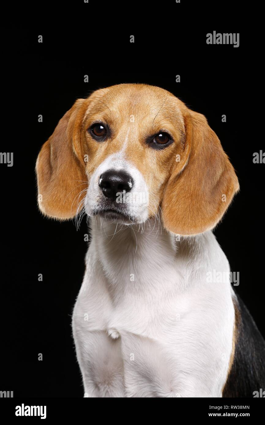 Bg beagle hi-res stock photography and images - Alamy