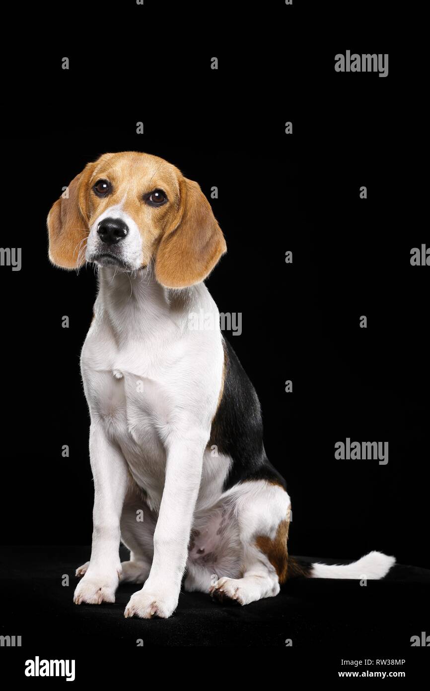 Bg beagle hi-res stock photography and images - Alamy