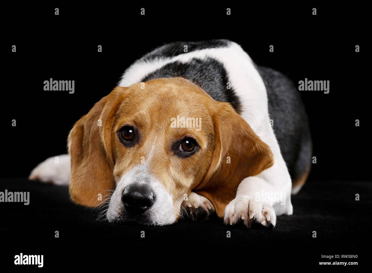Beagle lying down hi-res stock photography and images - Alamy