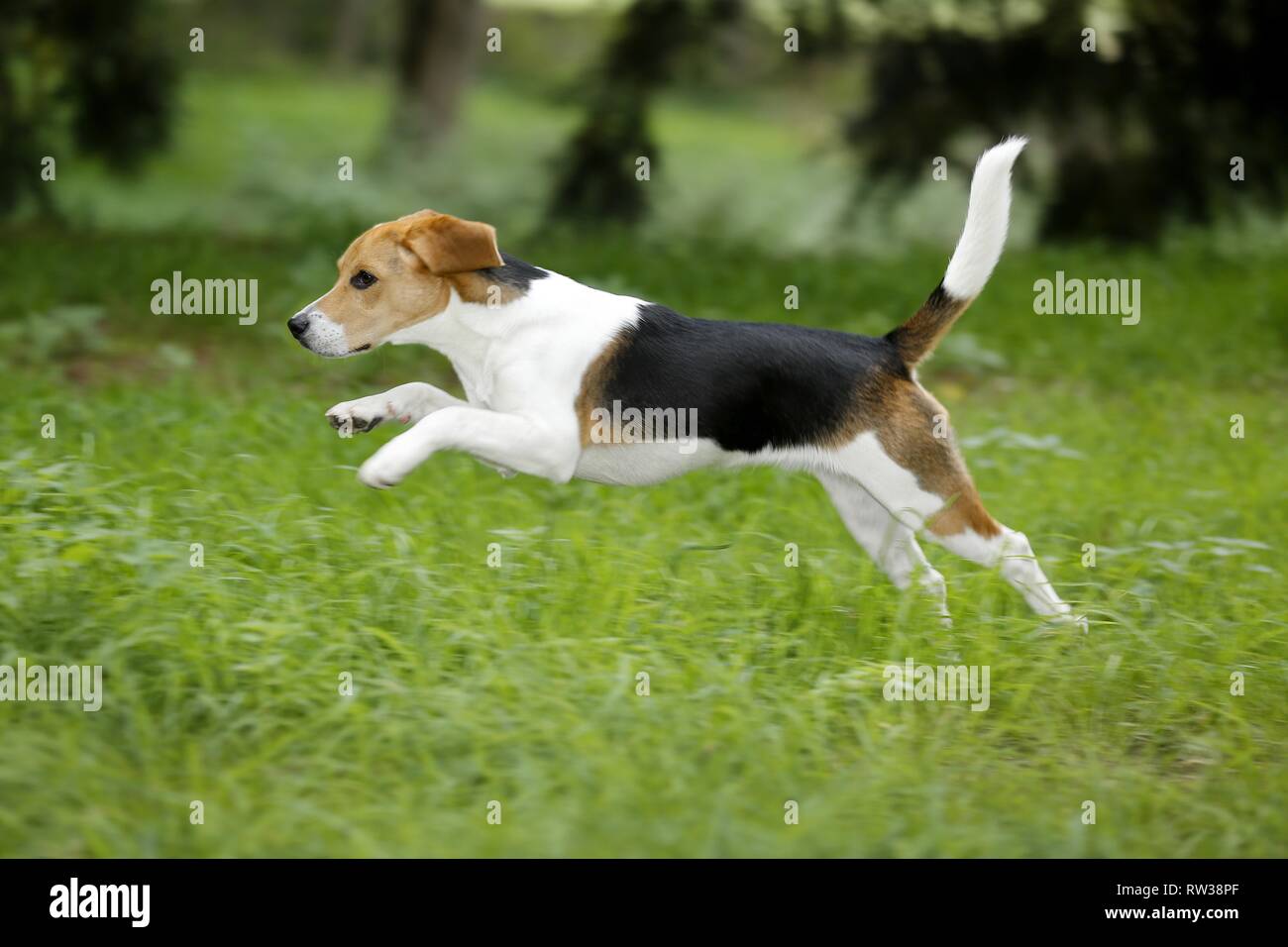 Beagle running side view hi-res stock photography and images - Alamy