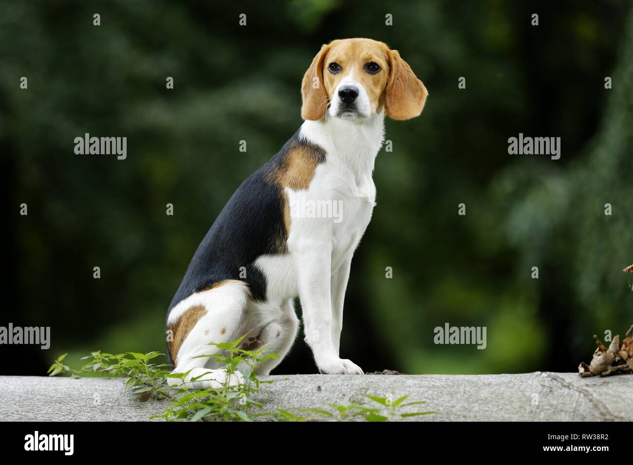 Juvenile sitting at a tree trunk hi-res stock photography and images ...