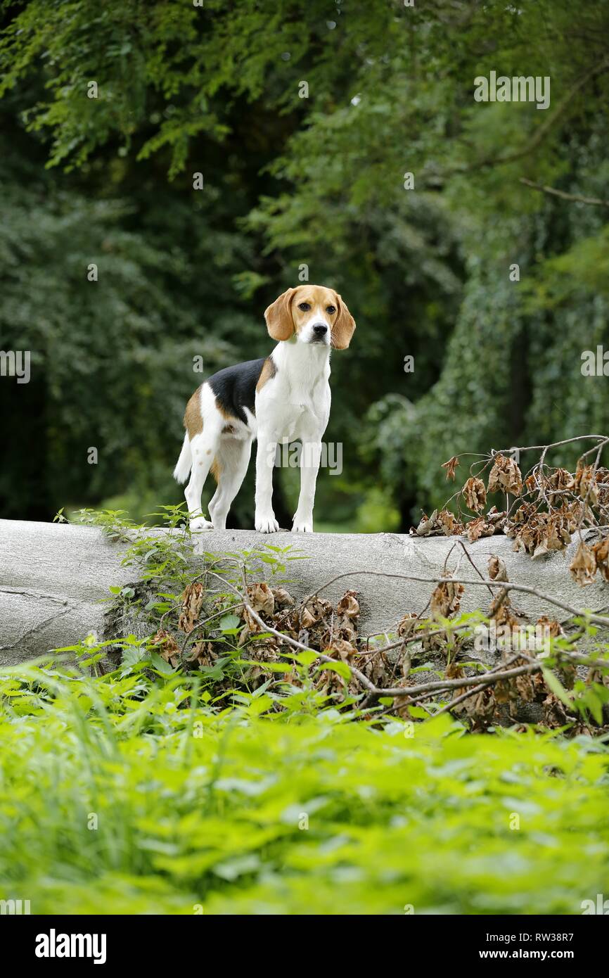 Medium sized gundog hi-res stock photography and images - Alamy