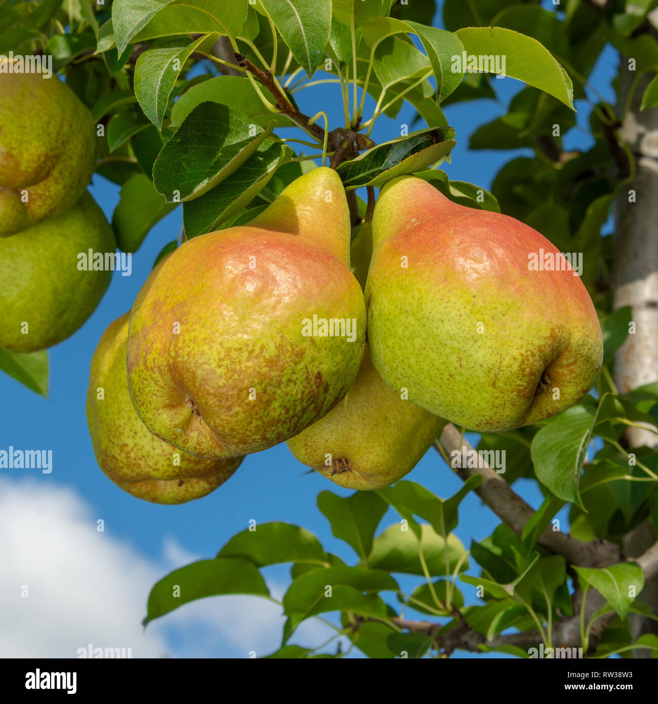 ripe fruit of pears hang on a tree branch close-up macro. Harvesting in ...