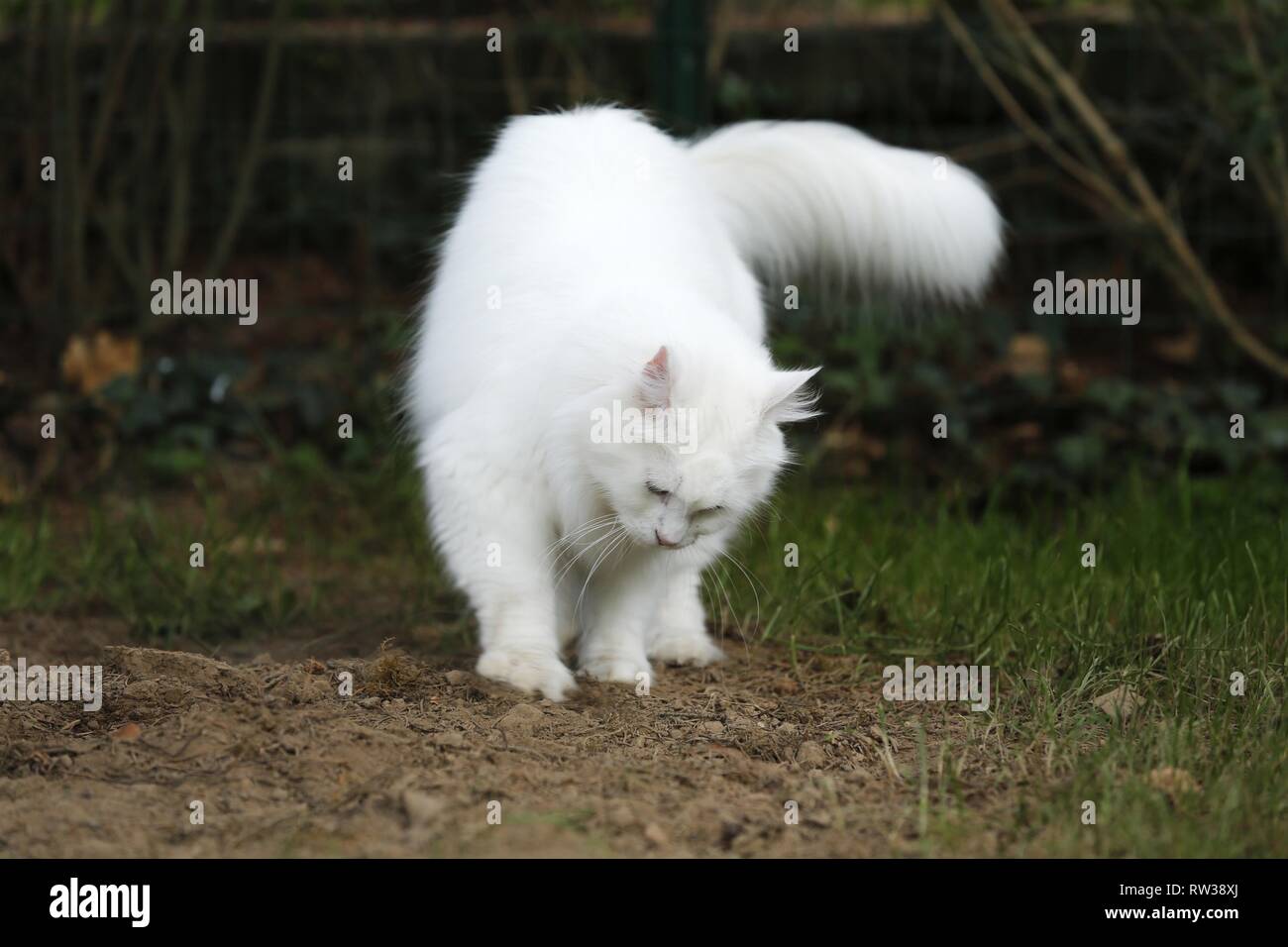 digging Siberian Cat Stock Photo - Alamy