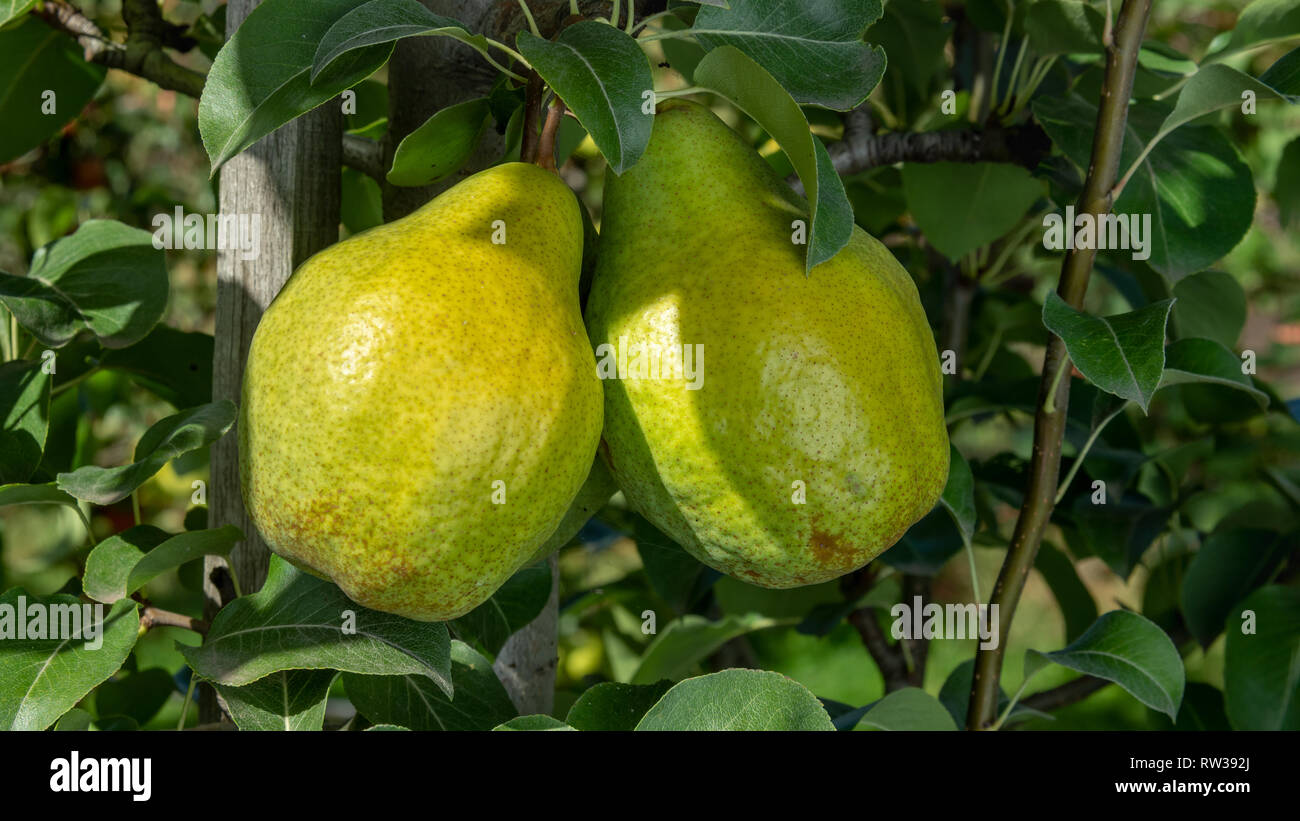 ripe fruit of pears hang on a tree branch close-up macro. Harvesting in ...