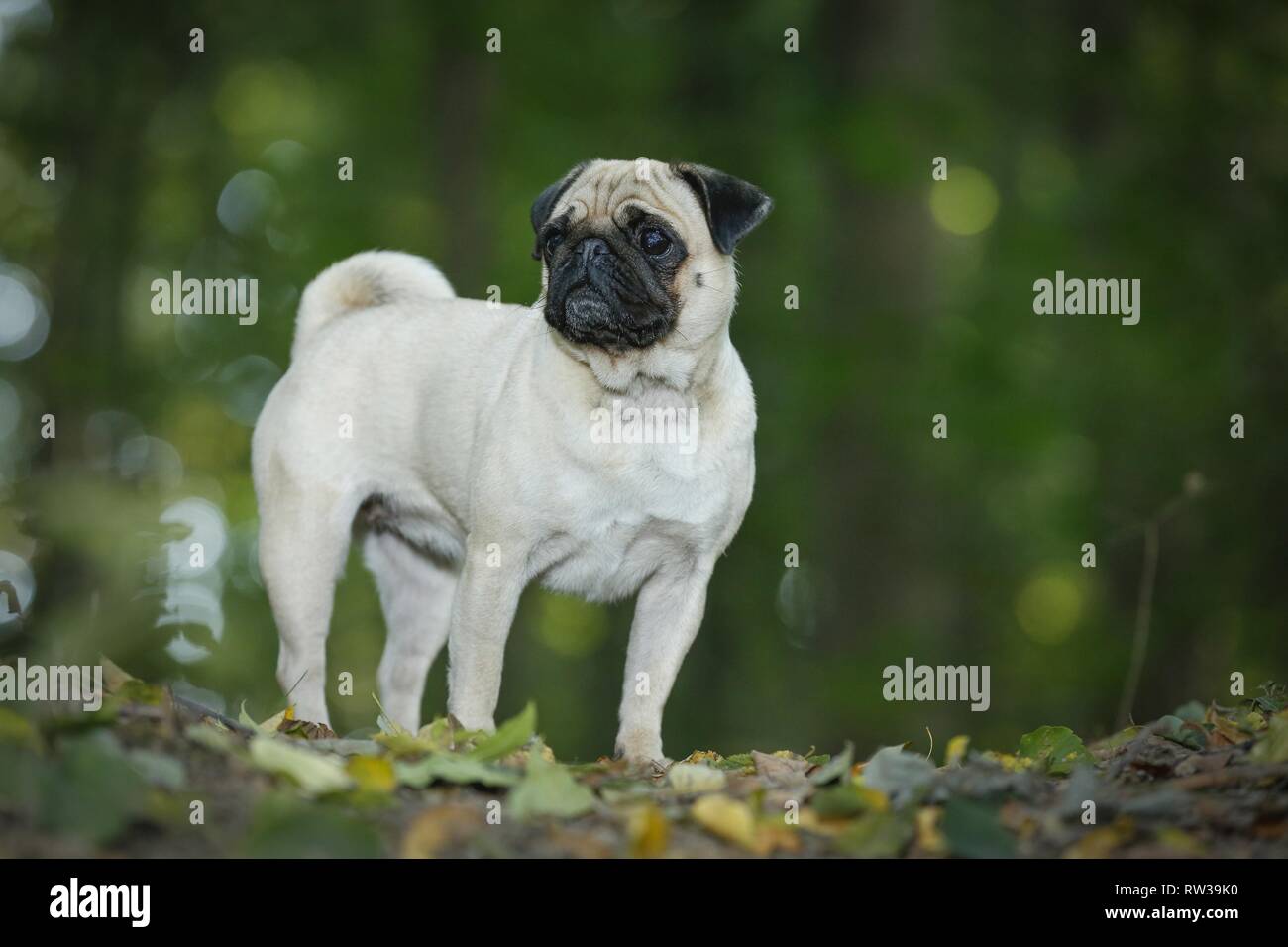 pug in the forest Stock Photo - Alamy