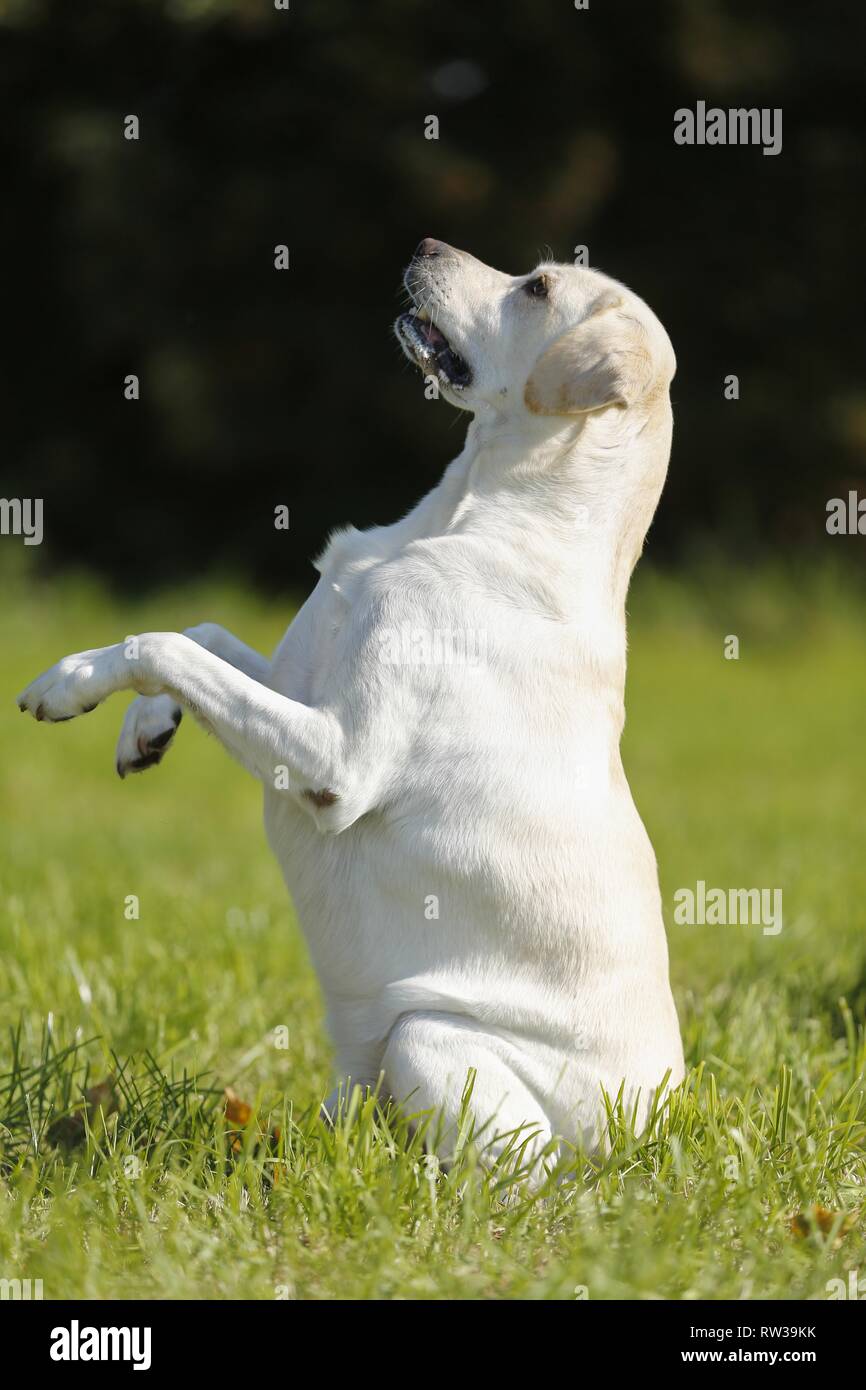 Labrador tricks hi-res stock photography and images - Alamy