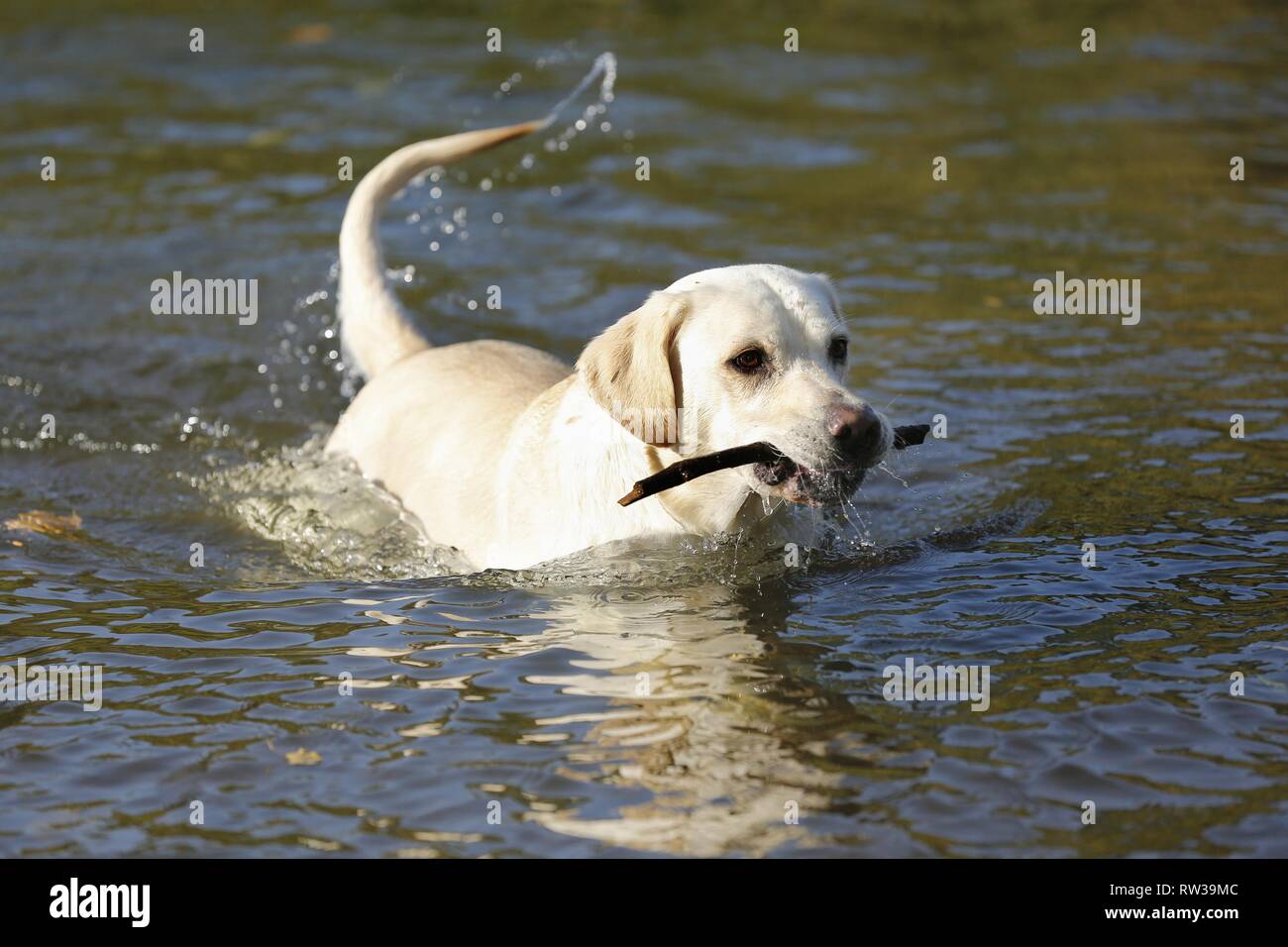 playing Labrador Retriever Stock Photo - Alamy