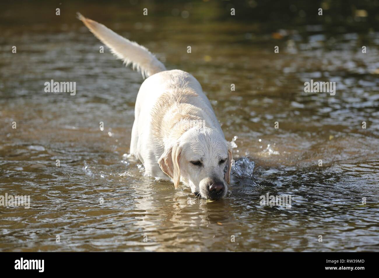 Labrador retriever dog drinking hi-res stock photography and images - Alamy