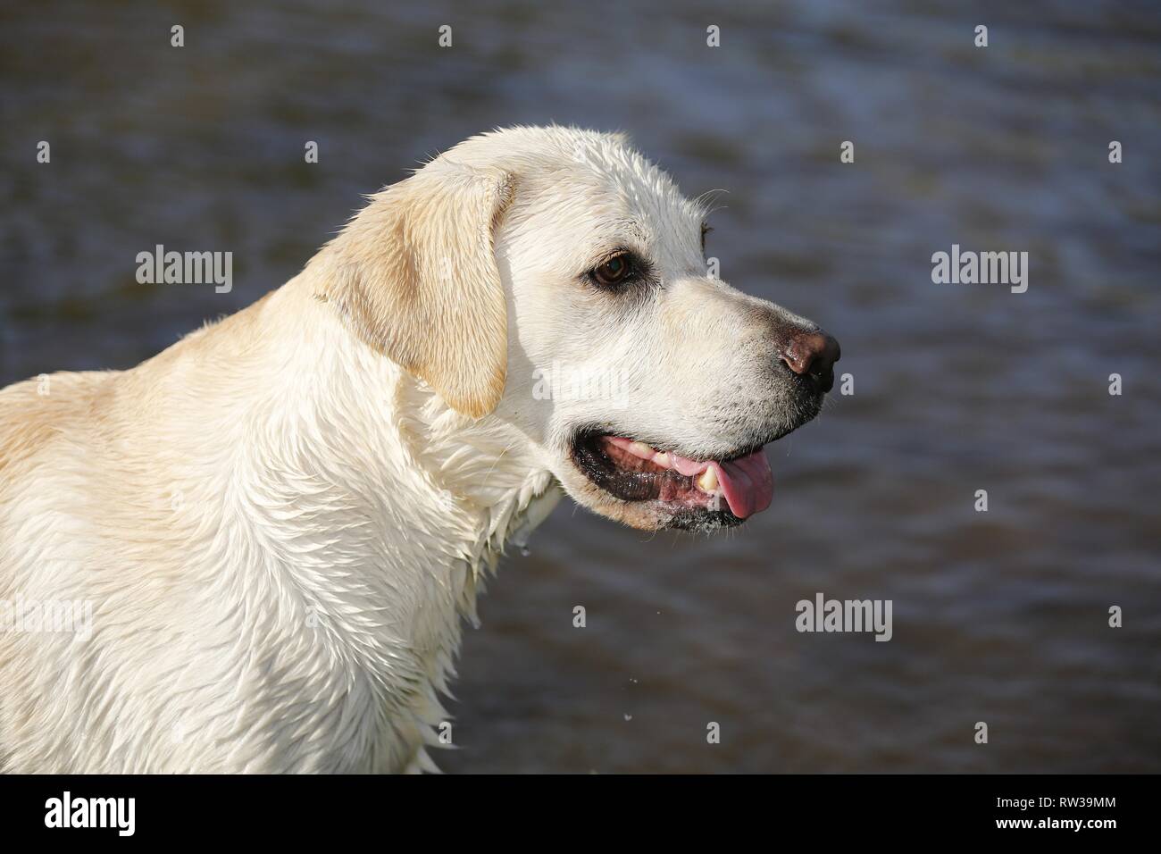 Labrador Retriever Portrait Stock Photo - Alamy
