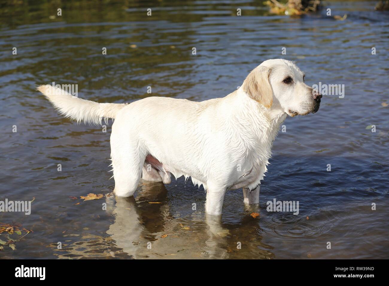 Labrador Retriever in the water Stock Photo - Alamy