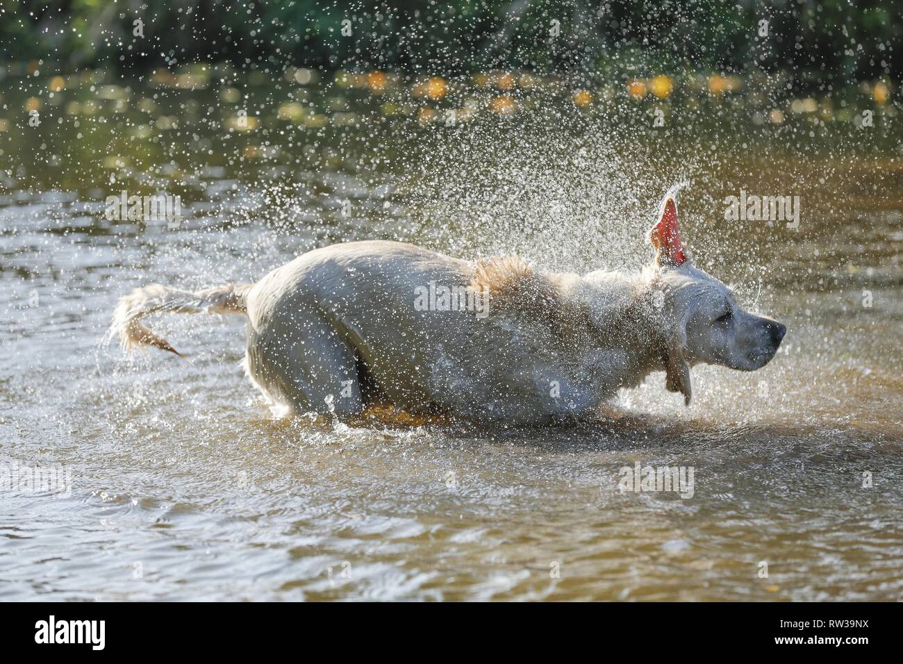 Sunshine shakes hi-res stock photography and images - Alamy
