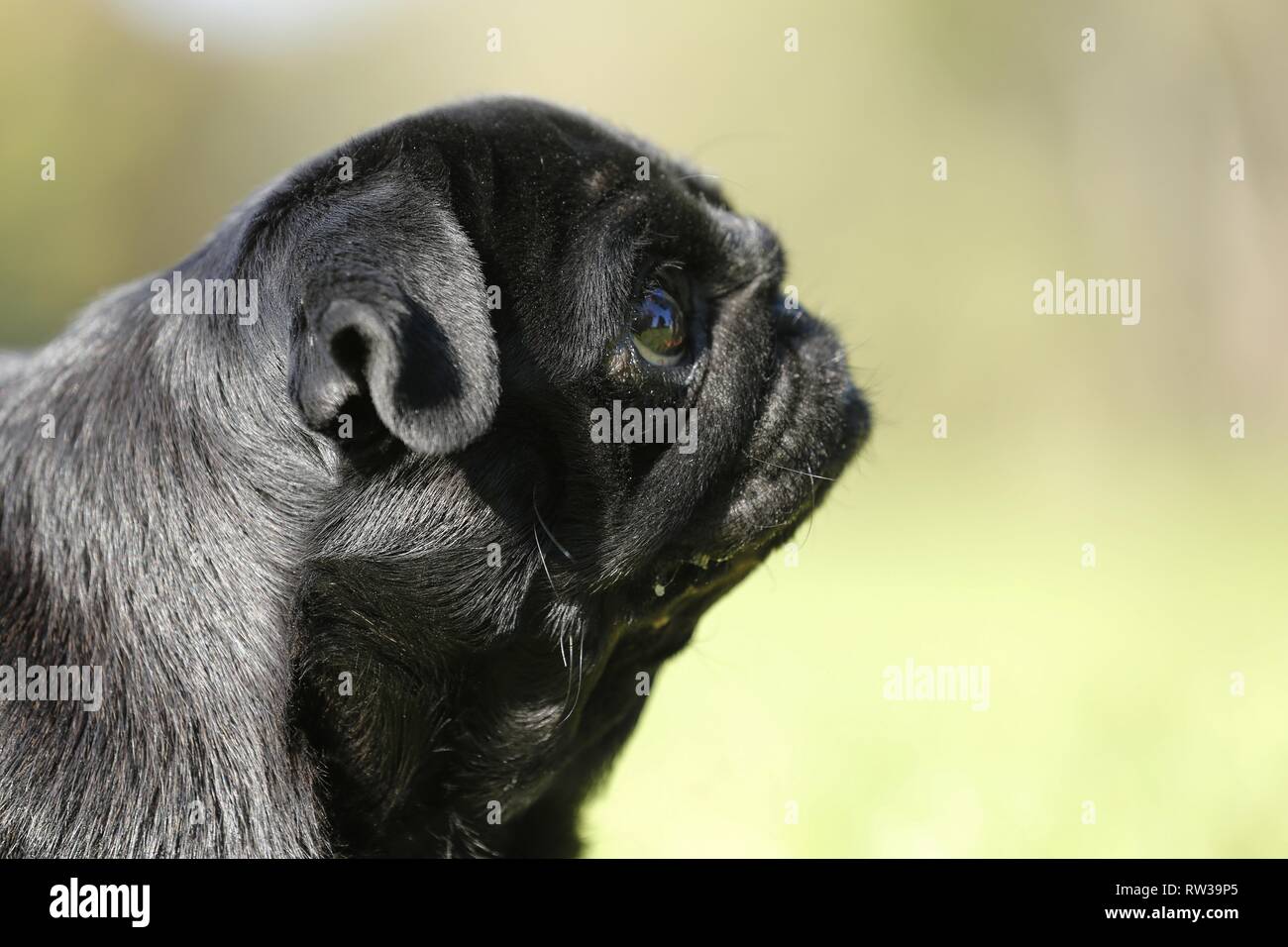 Pugs side profile hi-res stock photography and images - Alamy