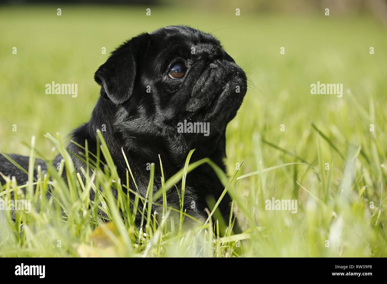 Pugs side profile hi-res stock photography and images - Alamy