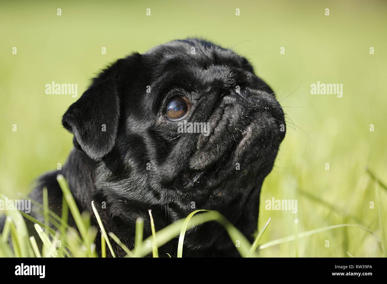 Pugs side profile hi-res stock photography and images - Alamy