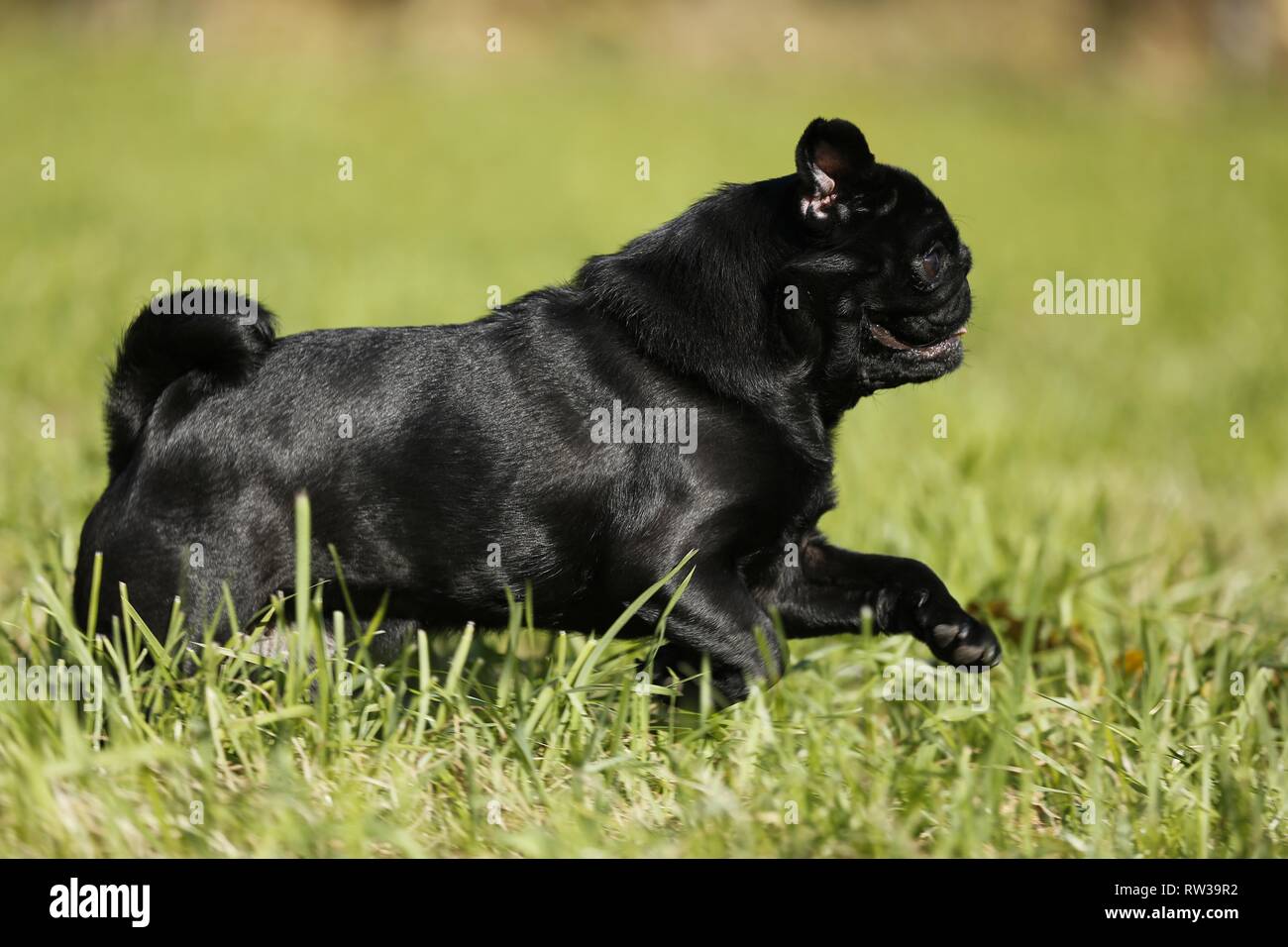 Pugs side profile hi-res stock photography and images - Alamy