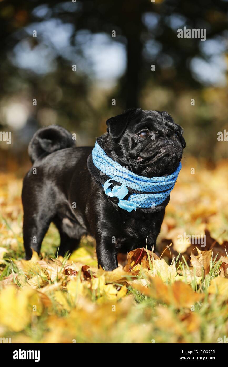 Lateral loop hi-res stock photography and images - Alamy