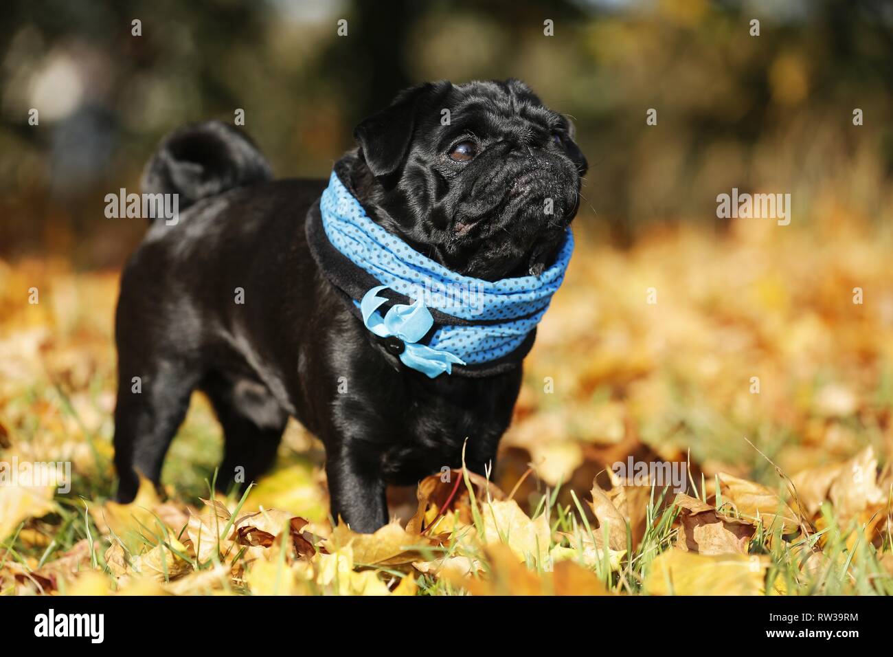 Lateral Loop High Resolution Stock Photography and Images - Alamy