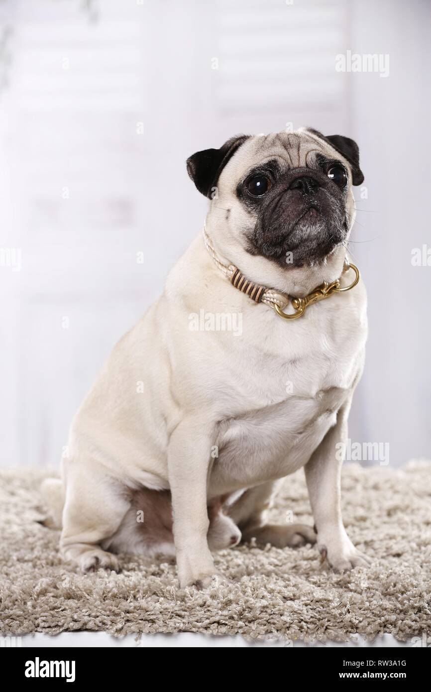 Carlin sitting hi-res stock photography and images - Alamy