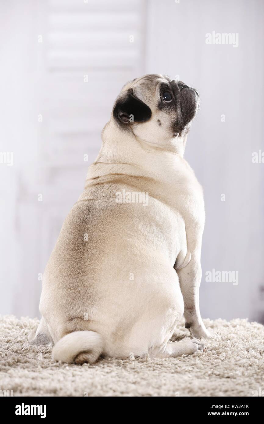 Backside of a beige pug hi-res stock photography and images - Alamy