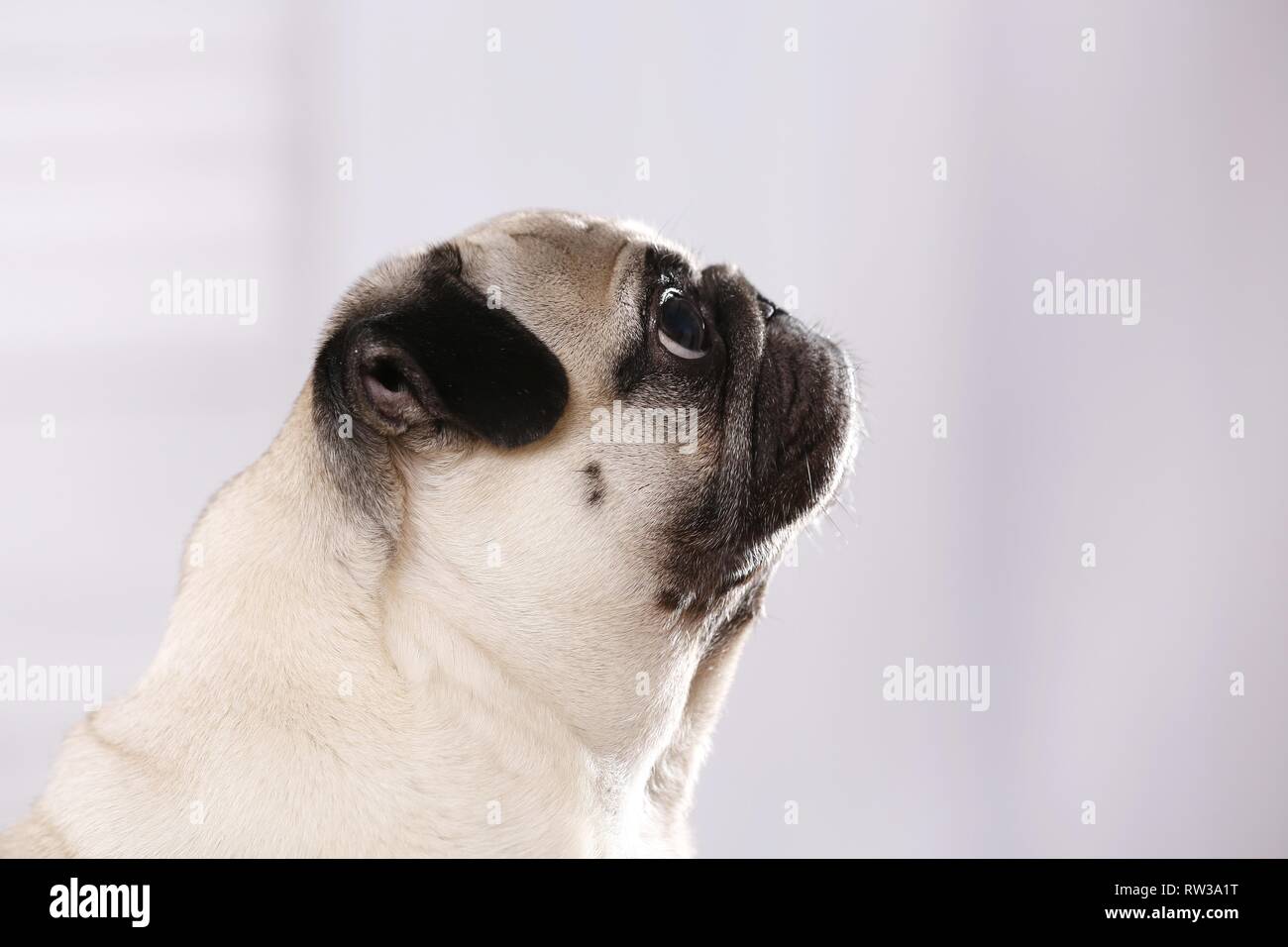 Pugs side profile hi-res stock photography and images - Alamy