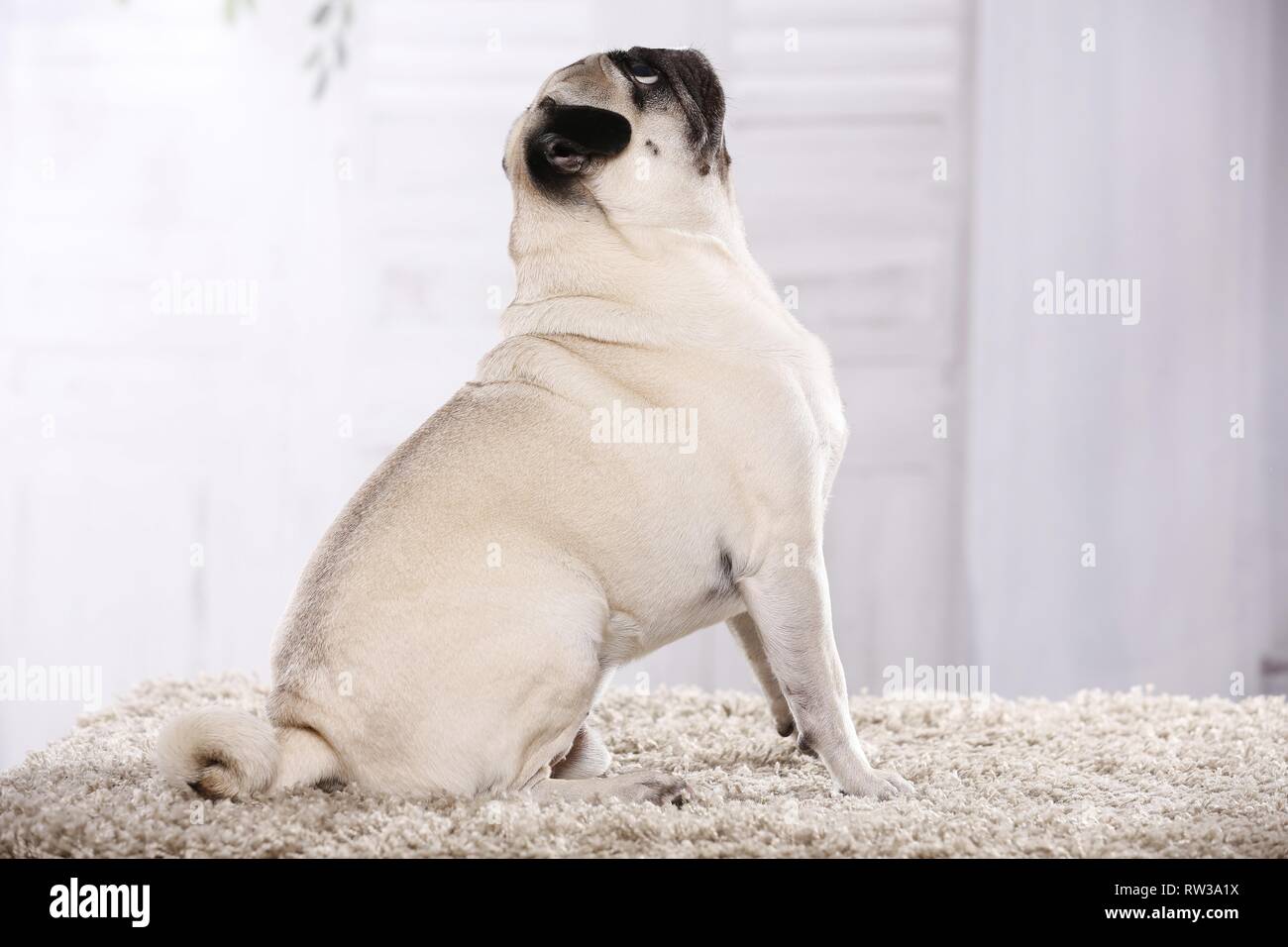 Pugs side profile hi-res stock photography and images - Alamy