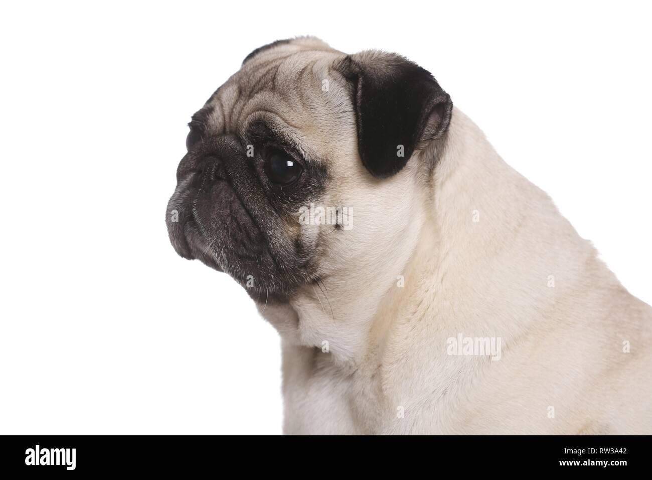 Pugs side profile hi-res stock photography and images - Alamy