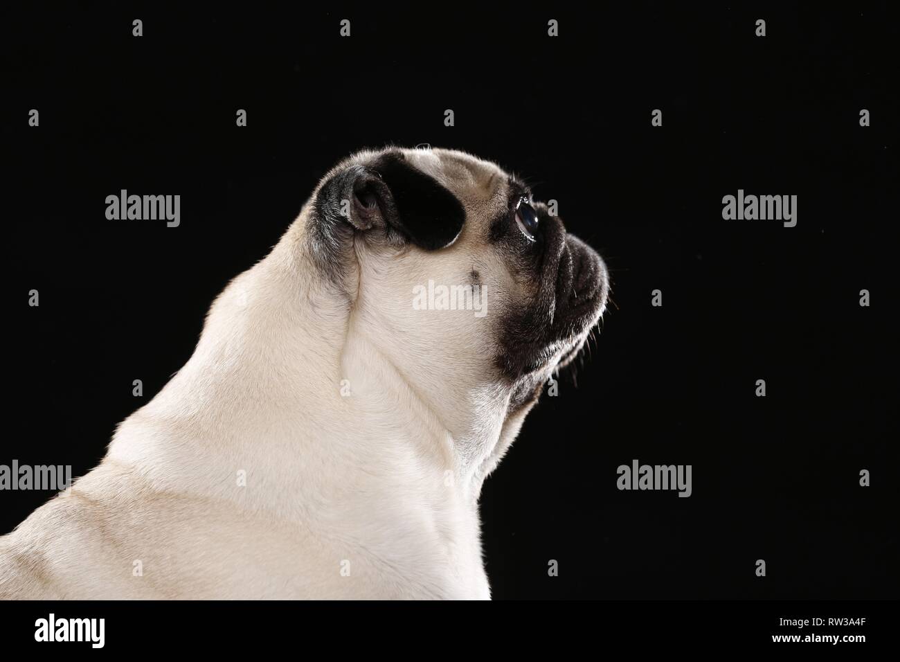 Pugs side profile hi-res stock photography and images - Alamy