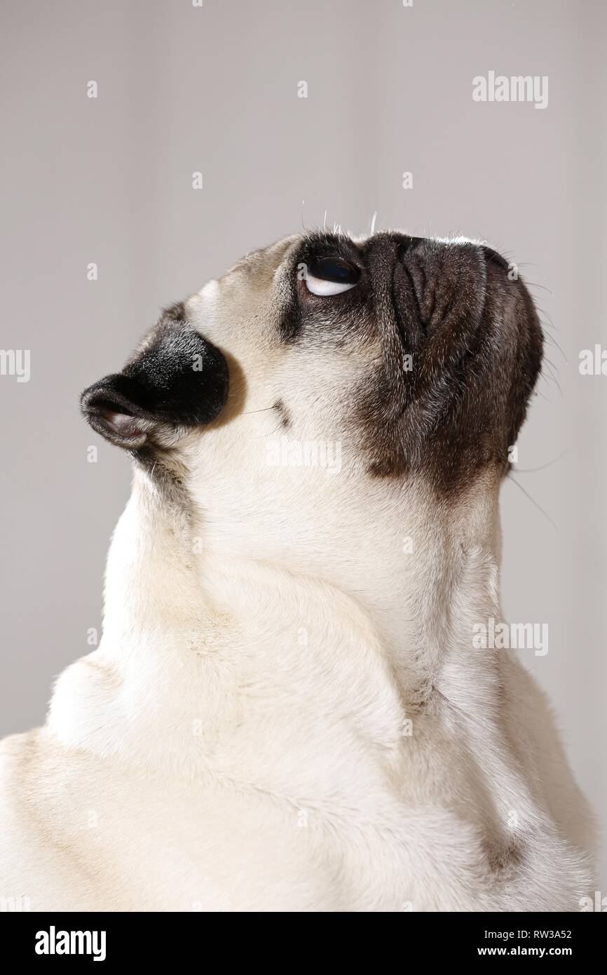Pugs side profile hi-res stock photography and images - Alamy