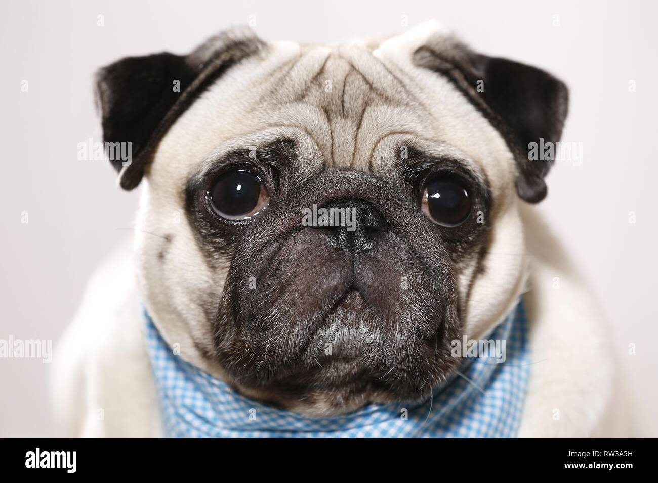 Beige head scarf hi-res stock photography and images - Alamy