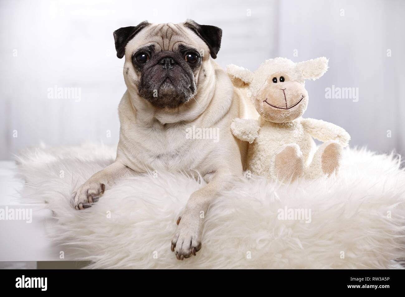 Fluffy pug hi-res stock photography and images - Alamy