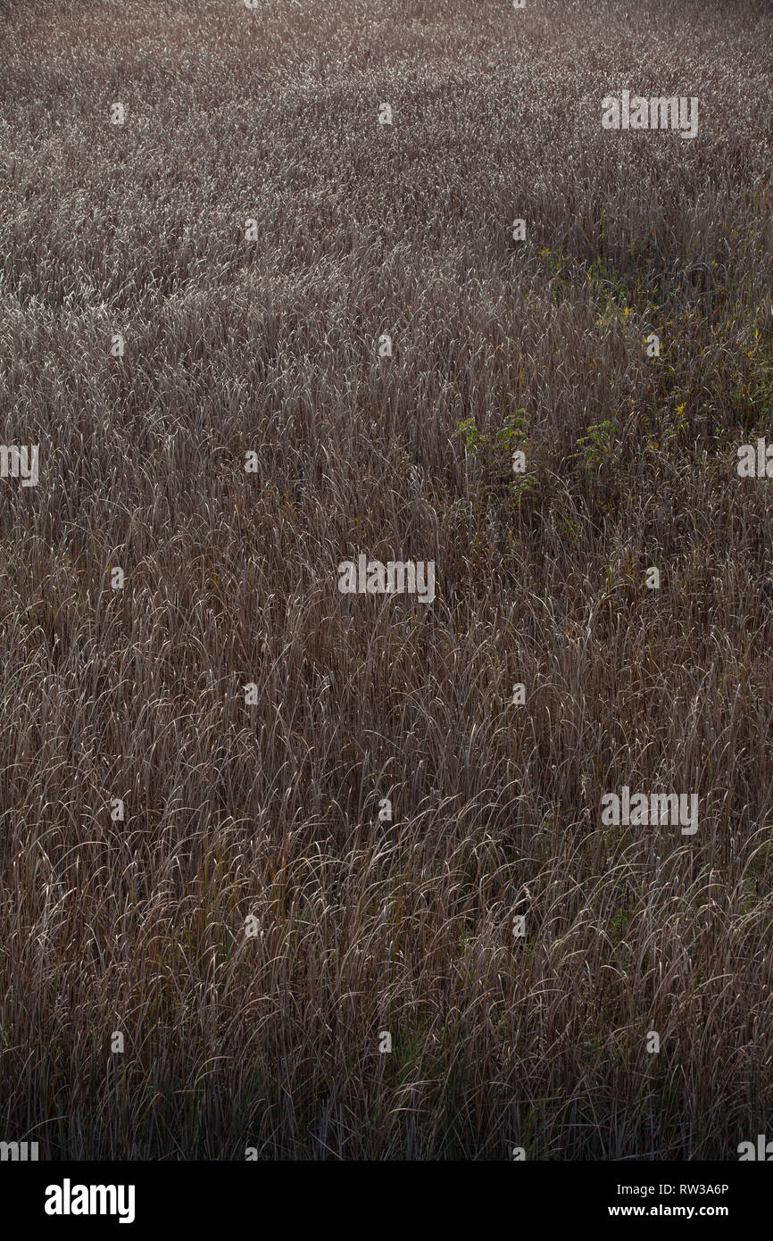 Reed plants hi-res stock photography and images - Alamy