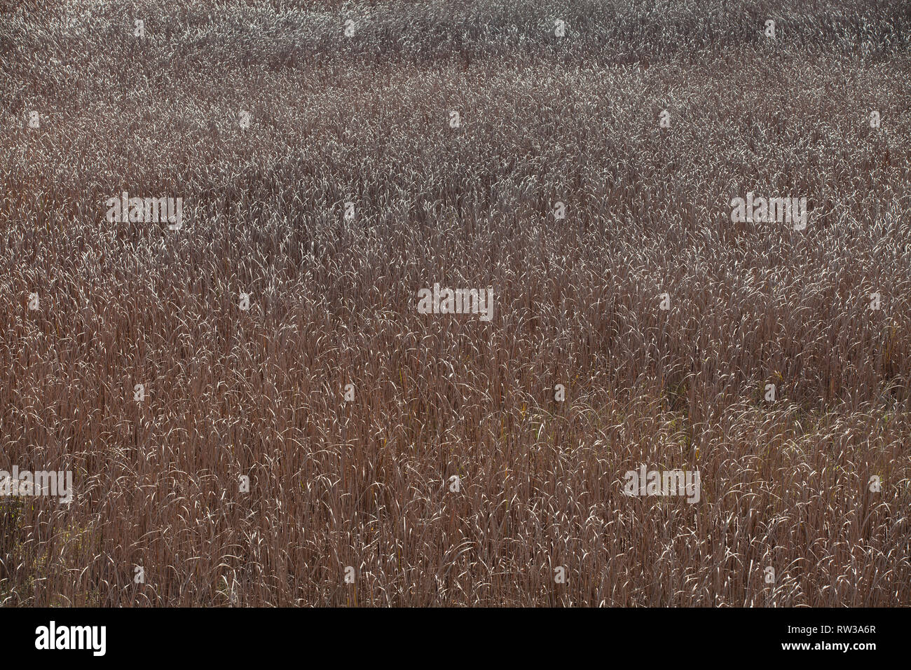 Reed textures hi-res stock photography and images - Alamy
