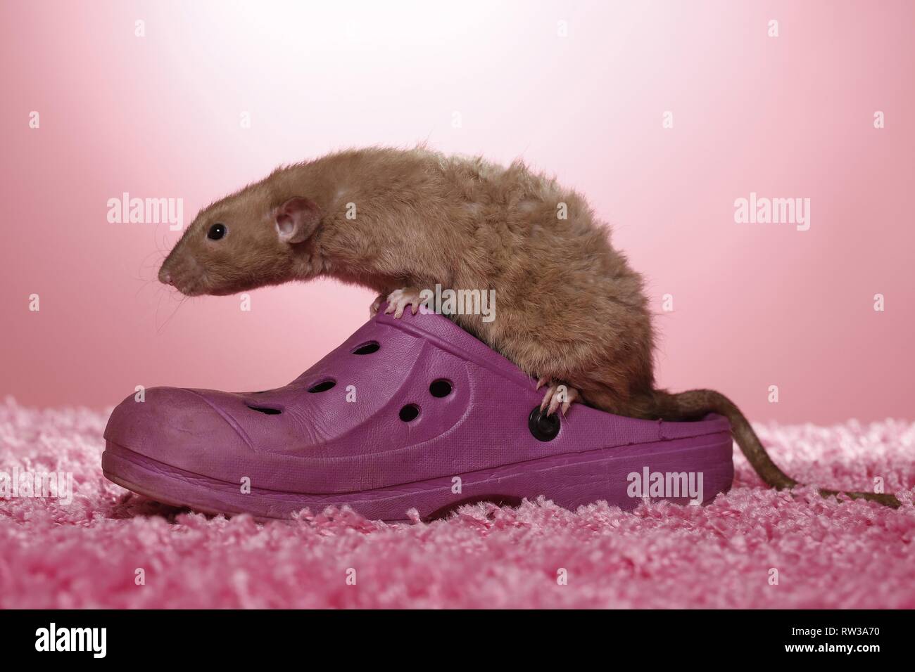 dumbo rex rat Stock Photo - Alamy