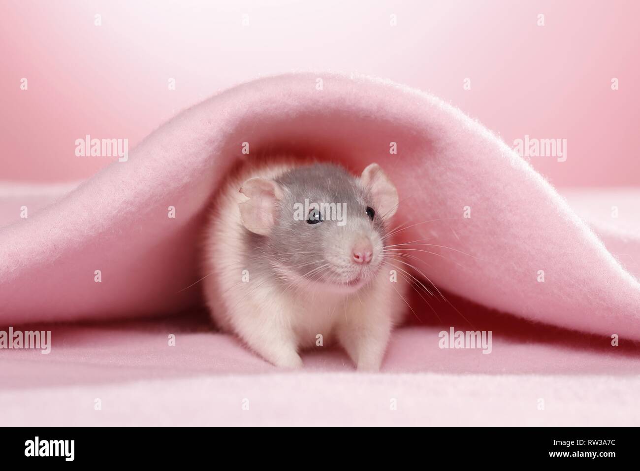 White dumbo rats hi-res stock photography and images - Alamy