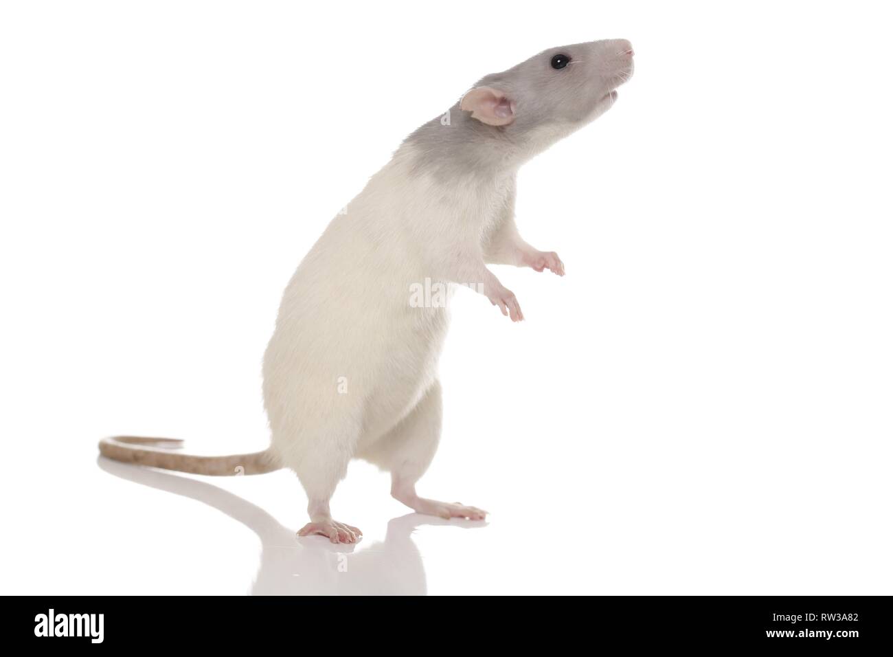 White dumbo rats Cut Out Stock Images & Pictures - Alamy