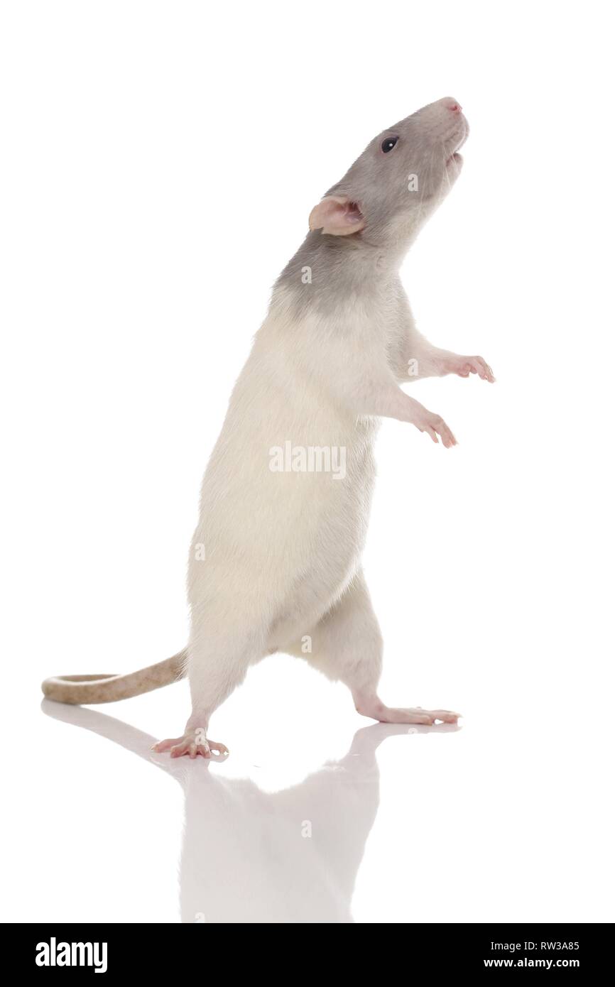 Rat walks hi-res stock photography and images - Alamy