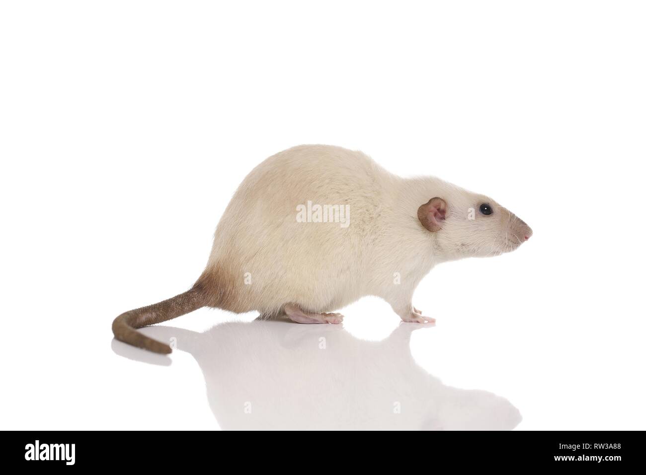 White dumbo rats hi-res stock photography and images - Alamy