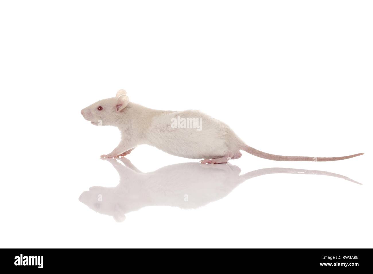 Young rat Cut Out Stock Images & Pictures - Alamy