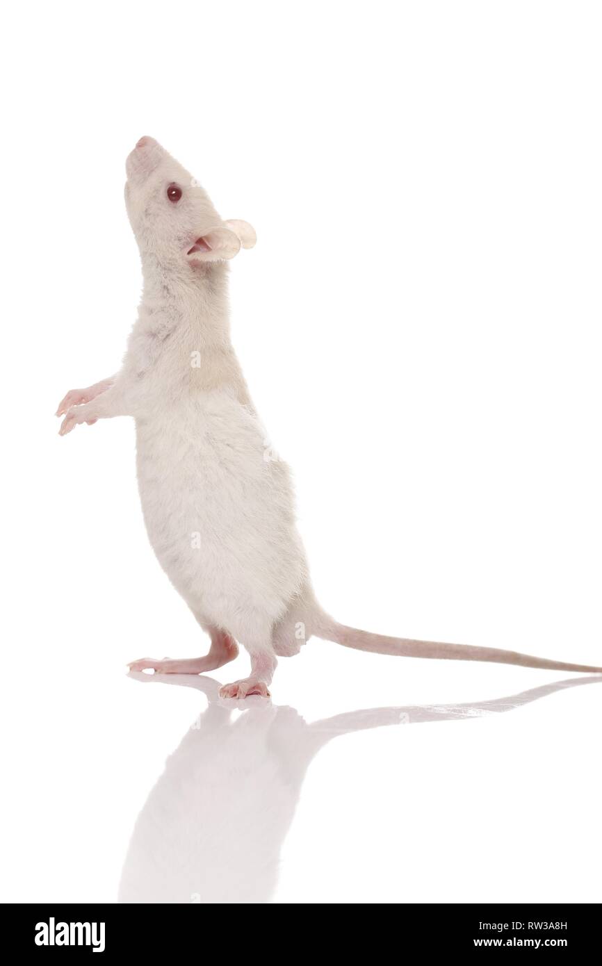 Young rat Cut Out Stock Images & Pictures - Alamy