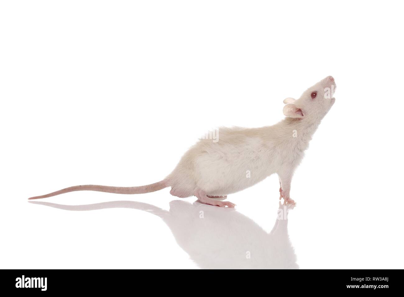 One eyed rat hi-res stock photography and images - Alamy