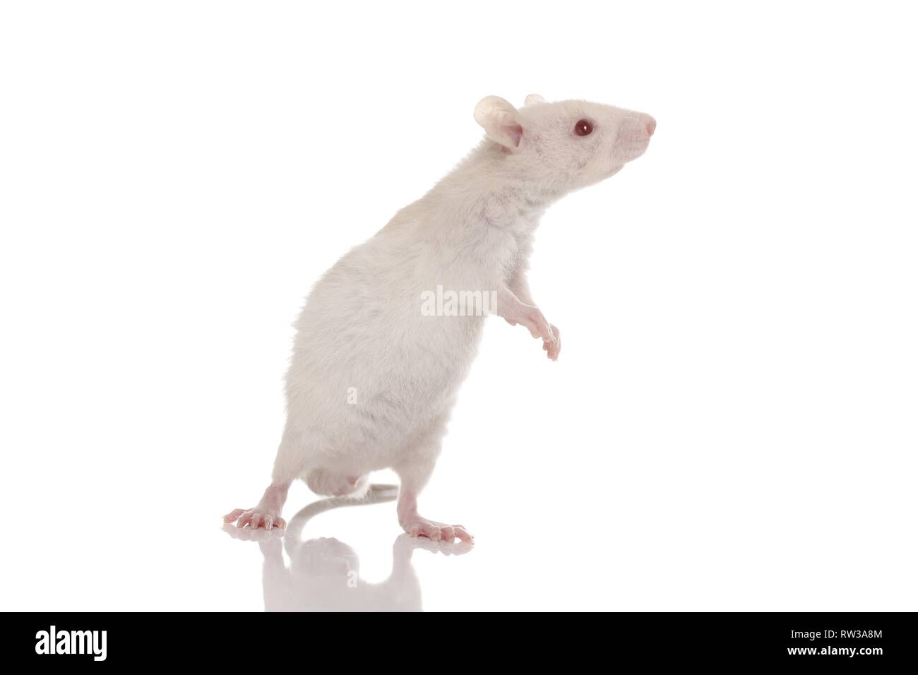 Juvenile rat sitting hi-res stock photography and images - Alamy