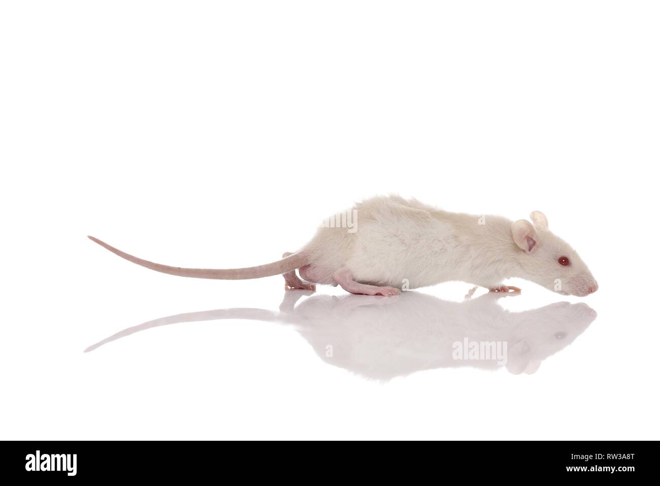Juvenile rat Cut Out Stock Images & Pictures - Alamy