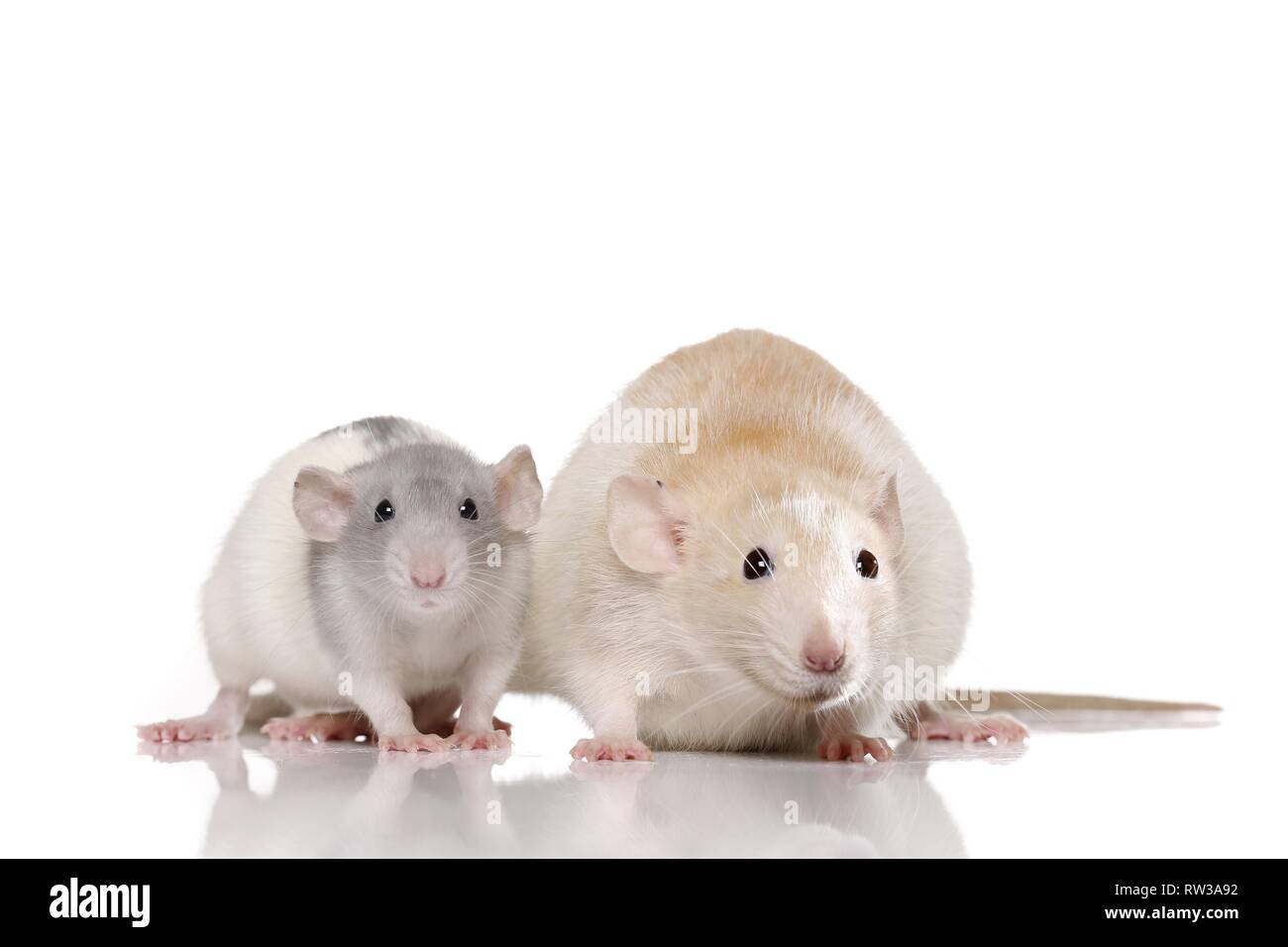 Beige hooded rat hi-res stock photography and images - Alamy