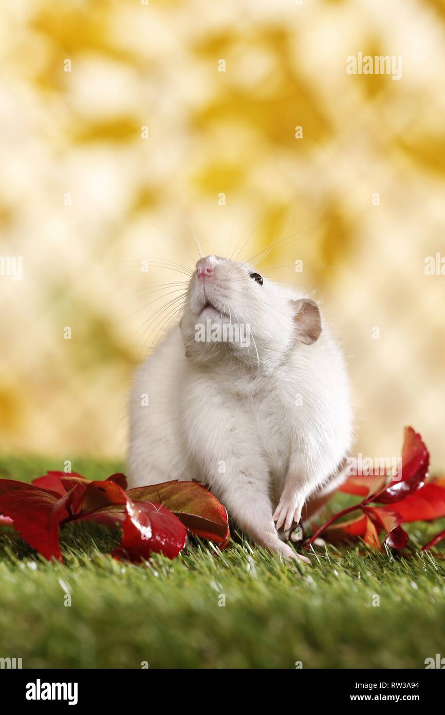 One eyed rat hi-res stock photography and images - Alamy
